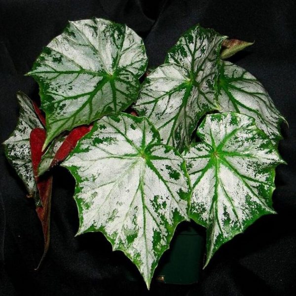 Multi-Varieties Begonia Flower Seeds, 100pcs/pack – UrbanGardenSeed