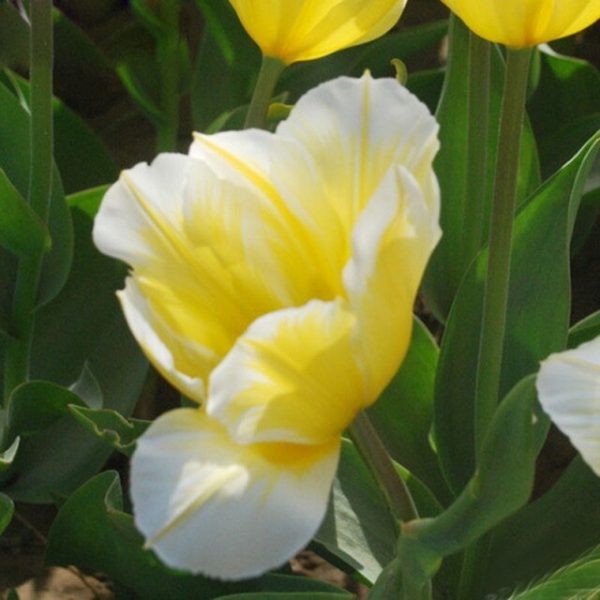 Rare Bule Tulips Flowers Bulb with Multi-Color Option, 1 pc Bulb ...