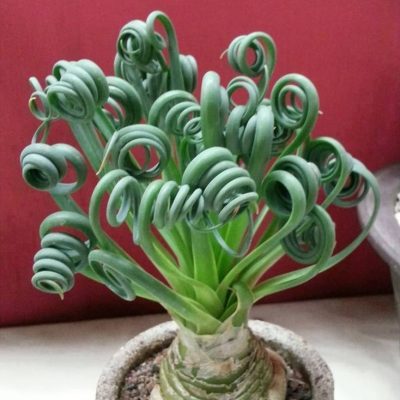 Albuca Spiralis Seeds, Albuca namaquensis, 100pcs/pack – UrbanGardenSeed
